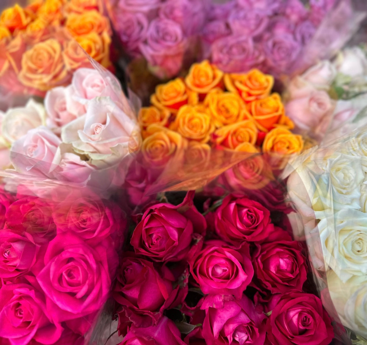 Coloured Roses (Florist’s Choice) – My Florist Launceston Tasmania ...